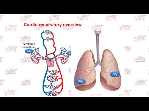 Level 2 Fitness Instructing Unit 1 Learning outcome 1 Circulatory system