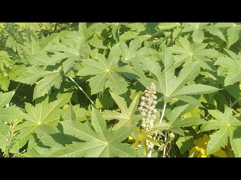 Castor bean plant- Guinness book's world's most poisonous plant! Ricin;water soluble toxin!