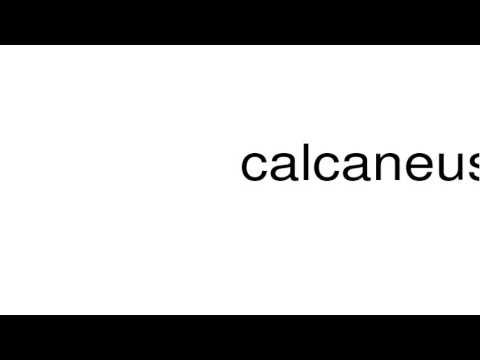 How to pronounce calcaneus