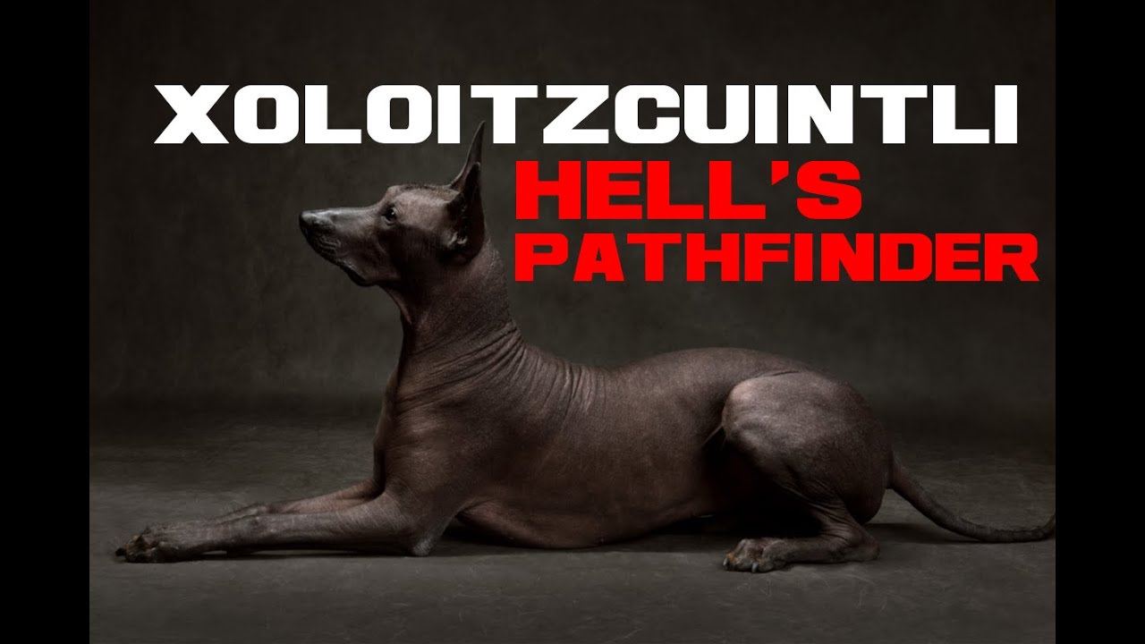 Xoloitzcuintli Facts - Hell's Pathfinder - Animal a Day XYZ Week
