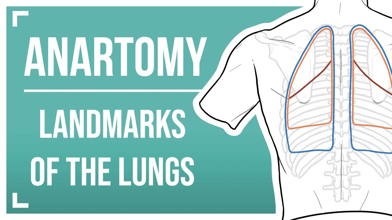 Surface Anatomy of the Lungs