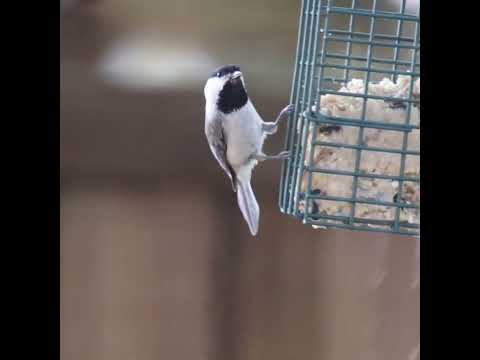 Black-capped Chickadee