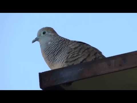 Zebra Dove call – "Philosophical Naturalist"
