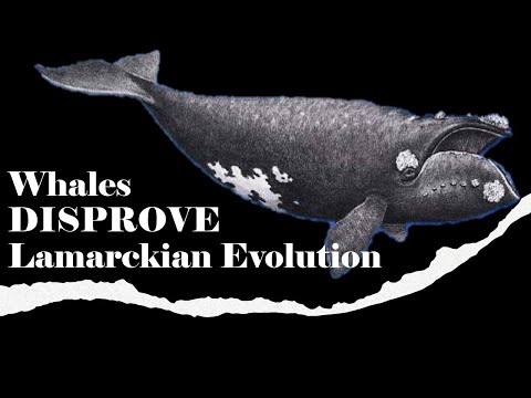 Why Whale Evolution is WEIRD and WONDERFUL