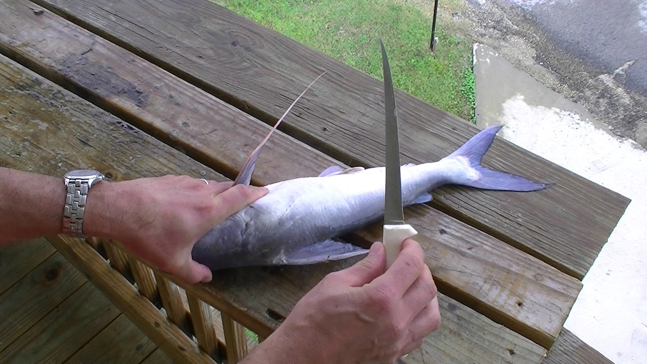 Redneck 101 - How to Fillet Gafftop Catfish Quickly Without Skinning