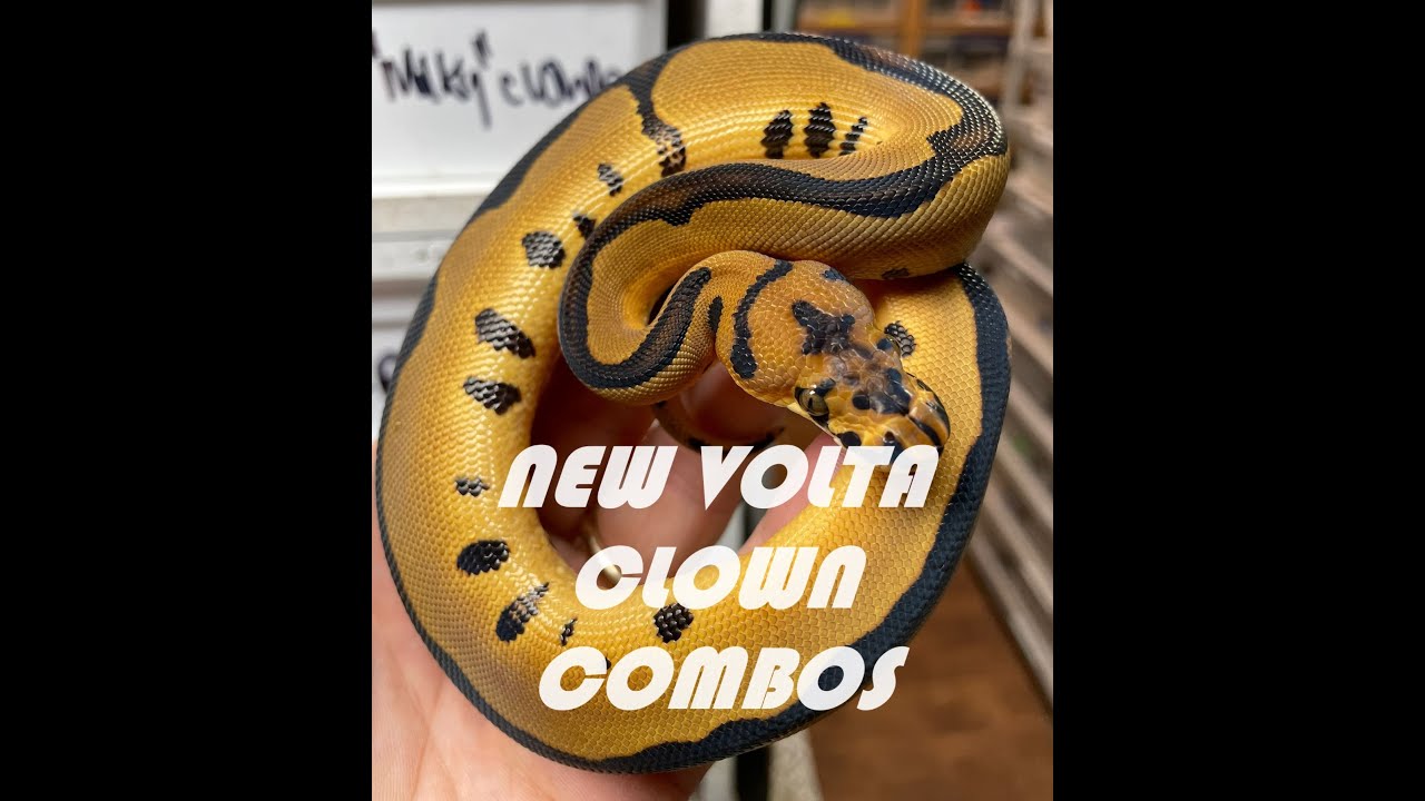 New Volta Clown Combinations - Ball Pythons - MorphMarket Reptile Community