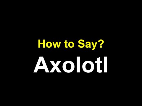 How to Pronounce Axolotl – Correct Pronunciation