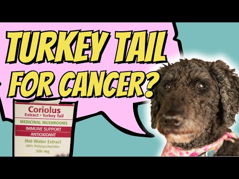 How Turkey Tail Mushroom Can Help Treat Cancer in Dogs and Cats