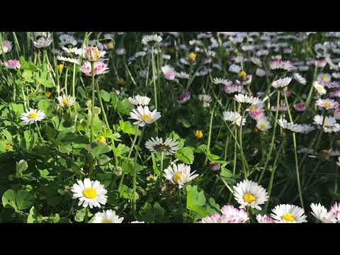 Beautiful The Spring In France | Spring Season