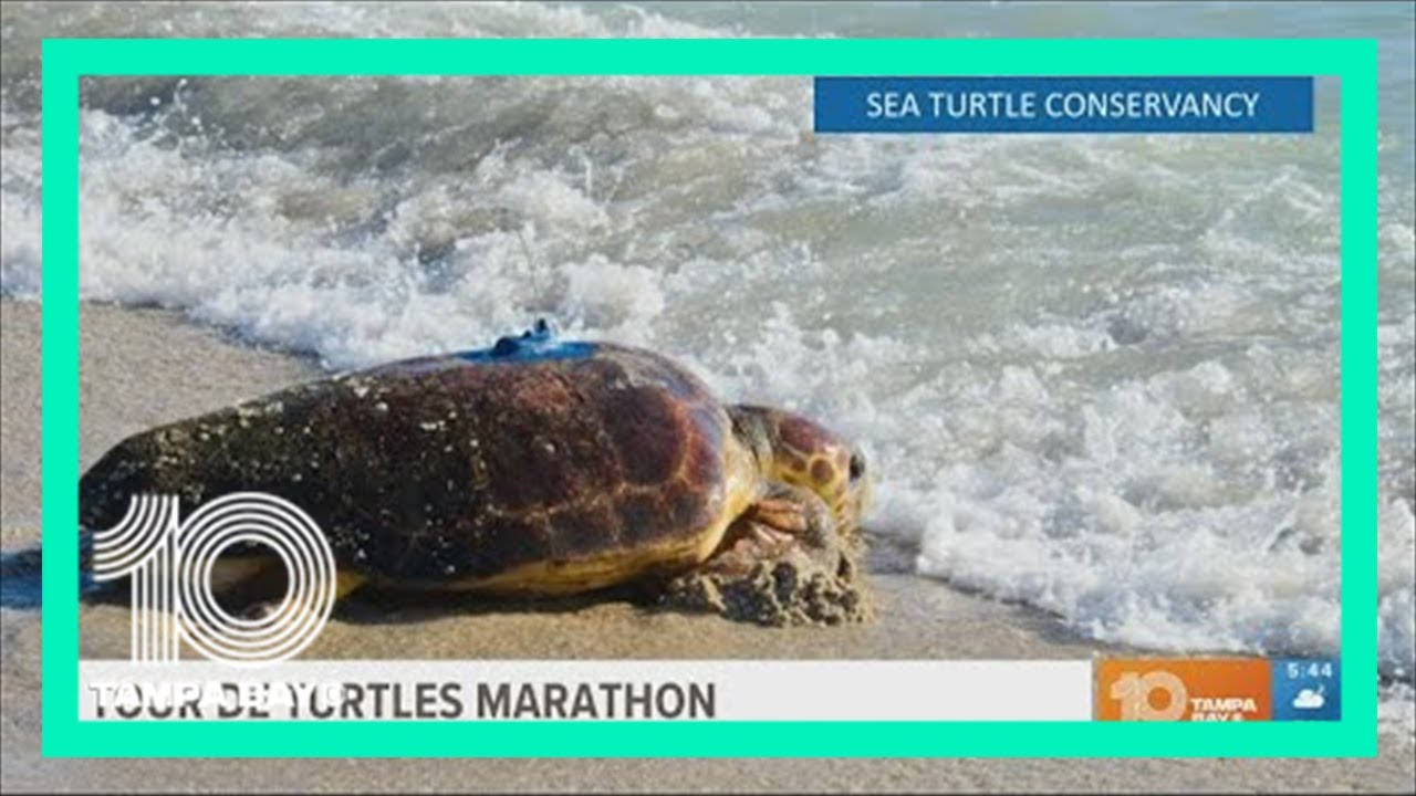 Sea turtle to be released for annual 'Tour de Turtles' marathon
