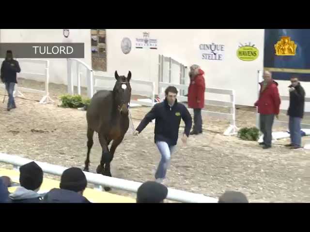 Horse Sales. Auction | Implanted Embryo
