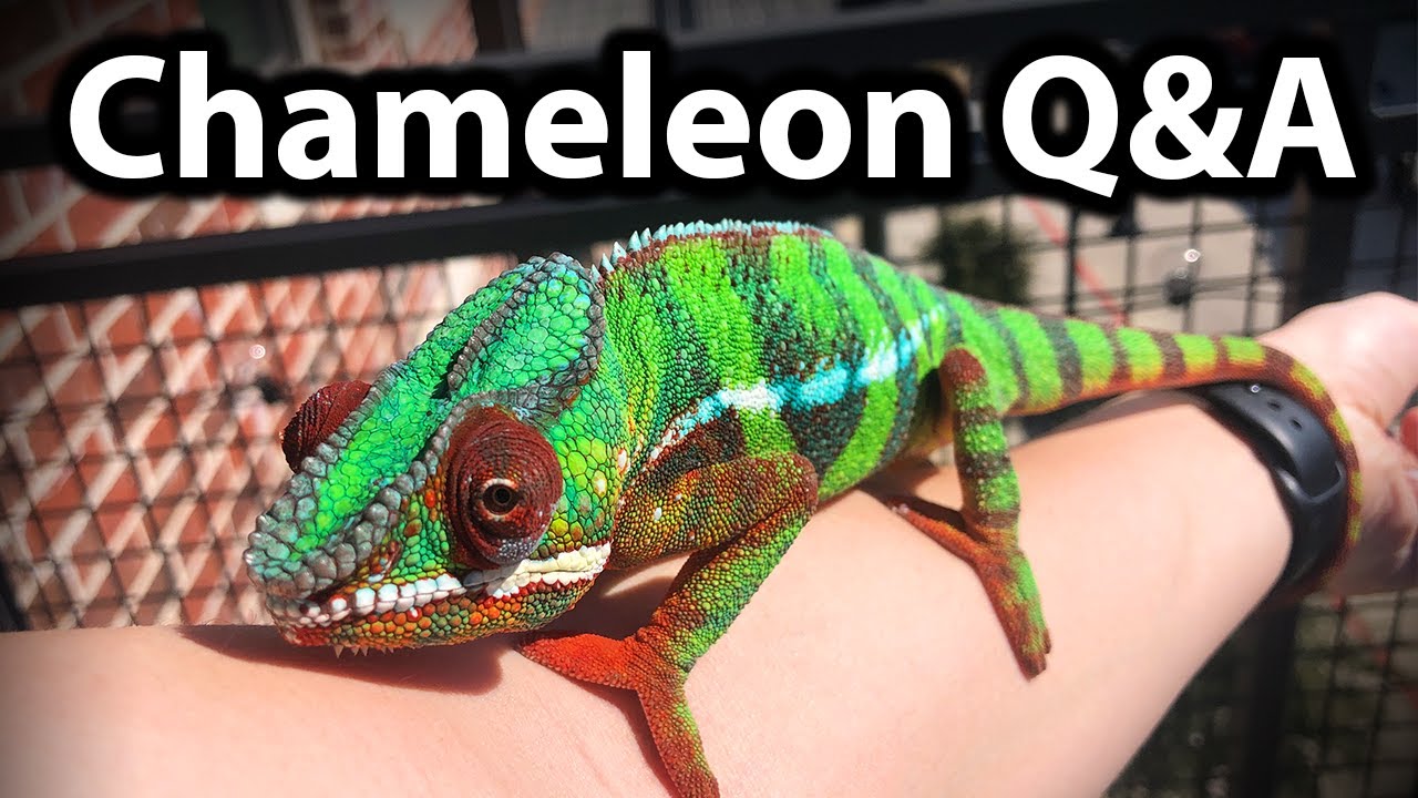 Commonly asked chameleon questions | Q&A