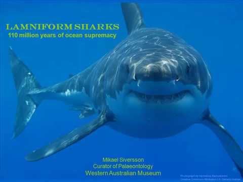 Lamniform Sharks: 110 Million Years of Ocean Supremacy