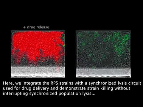 Video explainer: Stabilized genetic constructs through engineered synthetic communities
