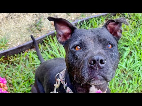 Dog for adoption - Polly Anna the Princess of lap snuggles and giggles ...