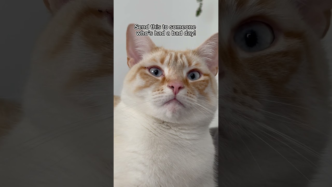 This will cheer you up! 😆 #cats #catvideos #shorts