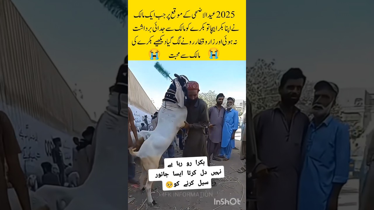 my loyal goat 🐐#eiduladha #eidspecial #goat #sacrifice #viralvideo #emotional #trending