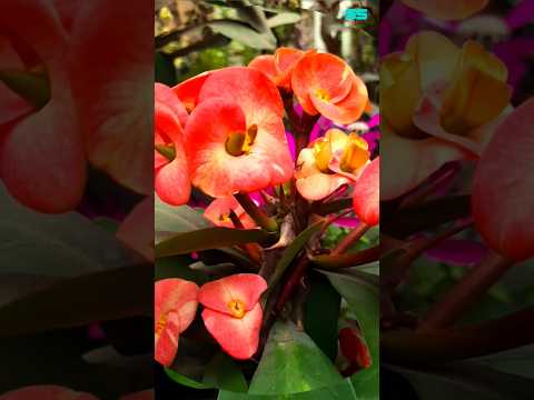 Crown of Thorns: The Beautiful but Tough Flower! πΊπ΅ #CrownOfThorns #FlowerPower