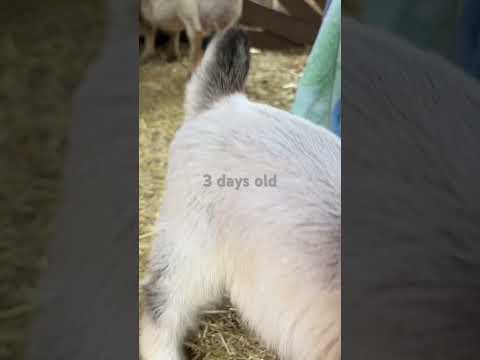 Bliss’s babies, 3 days old #nigeriandwarf #goat #dwarfgoats #babyanimals #babyfarmanimals