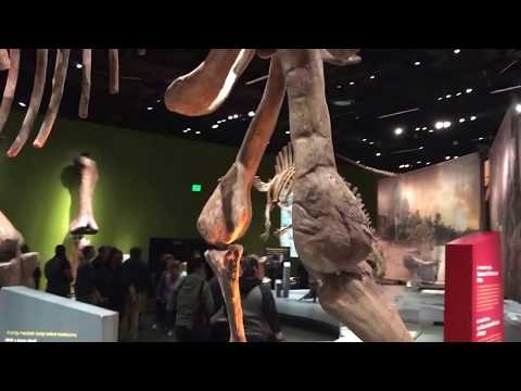 Malawisaurus - Ultimate Dinosaurs Exhibit