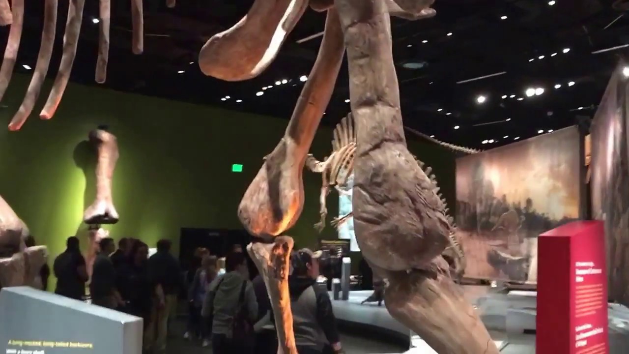 Malawisaurus - Ultimate Dinosaurs Exhibit