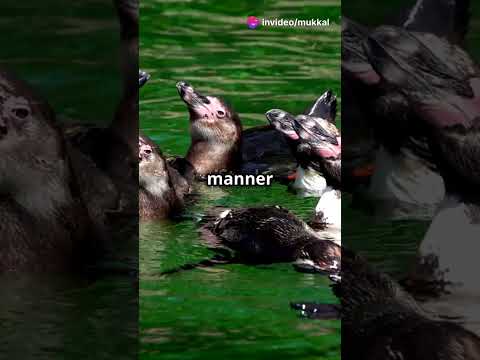 Did You Know Penguin Group Names! #mukkalarivu #shorts #shortsvideo #shorstfeed #gk #facts