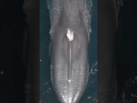 Have you ever seen directly into the spiracles (blow holes) of a Blue Whale??? #bluewhale #blowhole