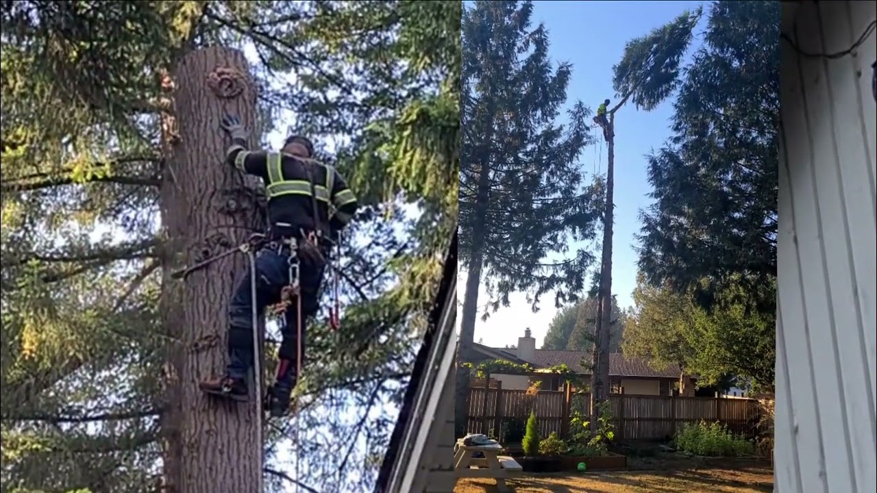 ANYTIME TREE SERVICES LLC, Washington