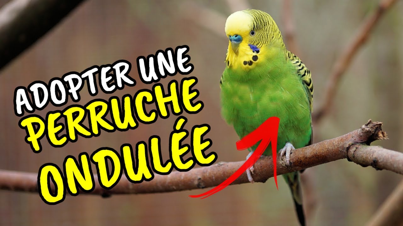 LES PERRUCHES ONDULÉES comme animaux de compagnie