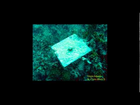 Reef Resilience Webinar: Notes from the Field: Caribbean Corals, 40 Years Later