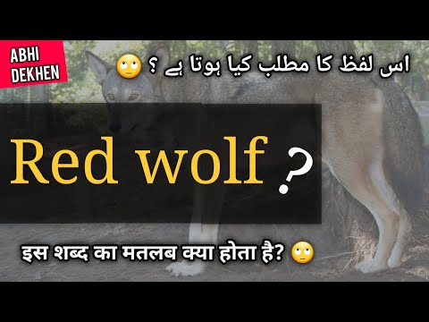 Red wolf meaning in HINDI/URDU | Red wolf ka matlab kya hota hai | Red wolf | Wild animal | Mammal