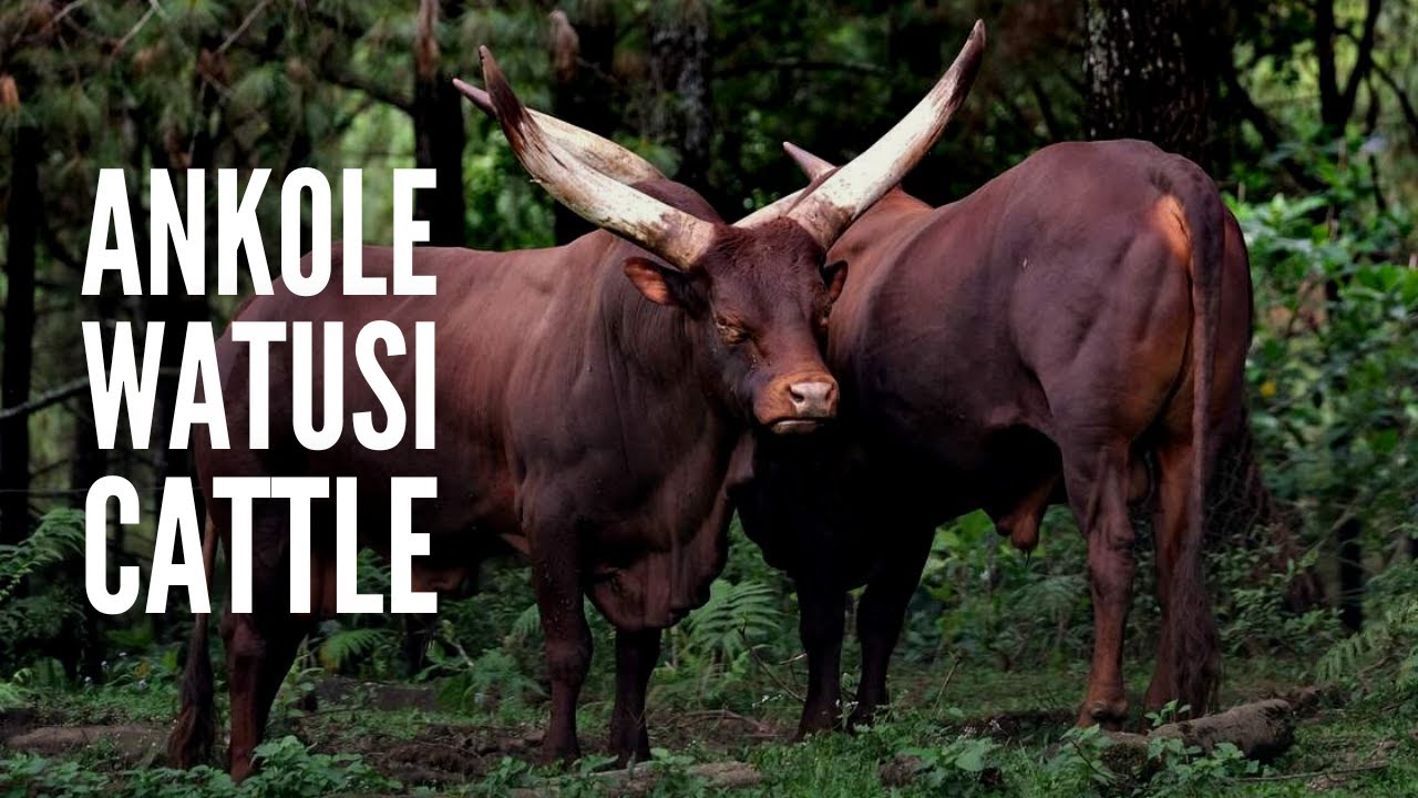 Ankole Watusi Cows: Everything You Should Know
