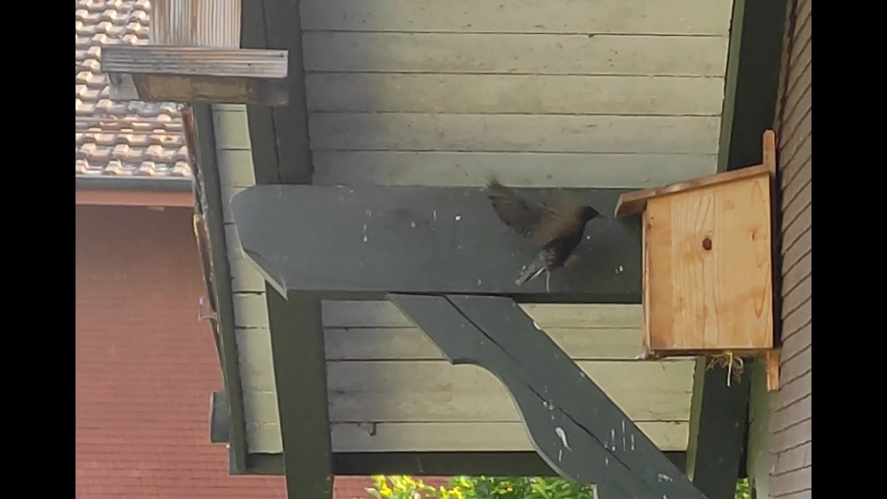Starling Using the Nesting Box in Merlischachen