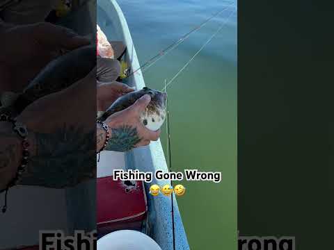 Fishing in the Gulf of Mexico Has its Unique ‘Catches’. #progresoyucatan