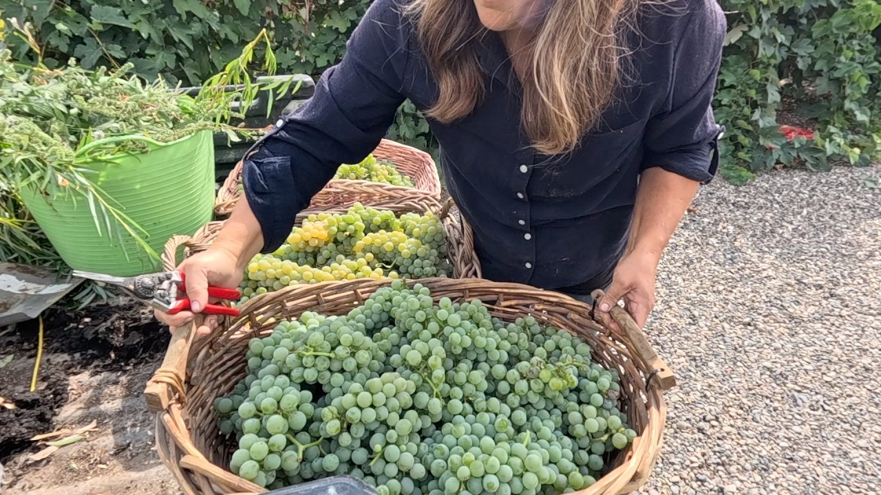 Planting Behind the Dream Stream Patio & Grape Harvest/Juice Canning! 🌿🍇🤤 // Garden Answer