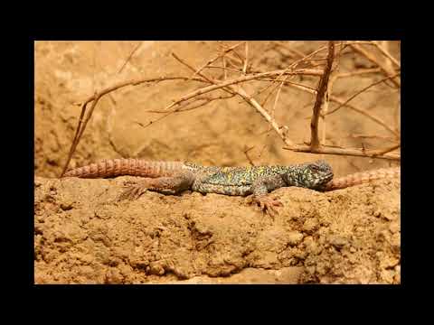 Animals Of Uromastyx