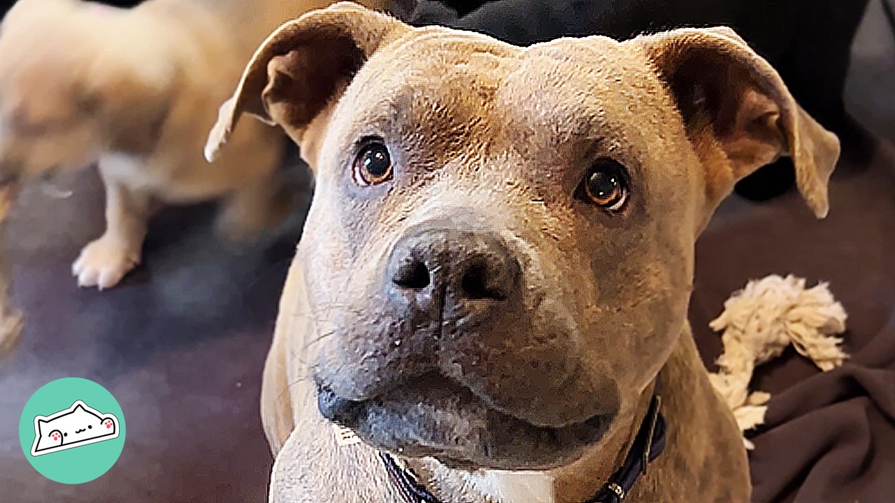 Grateful Mother Dog Finds Unique Way to Show Appreciation to Woman Who ...