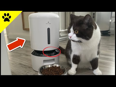 SO leicht hast du deine Katze NIE gefüttert! 😱 | Petlibro Futterautomat