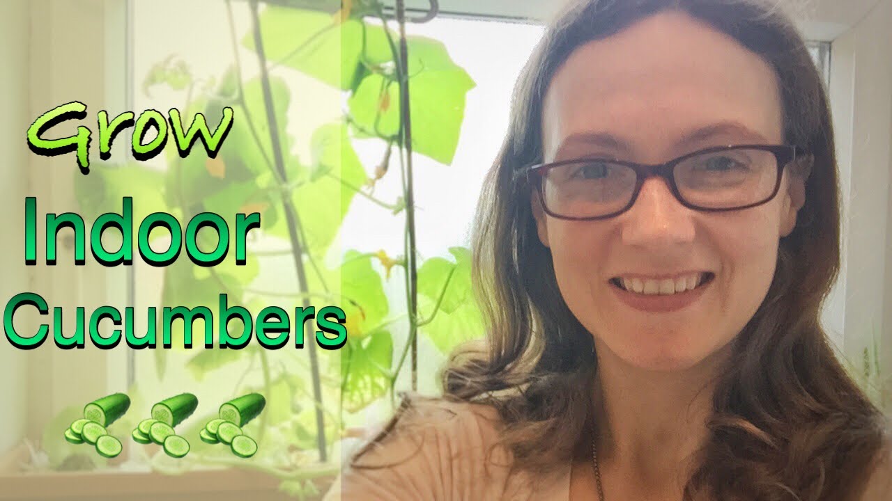 Growing INDOOR Cucumbers on your WINDOWSILLS!!!