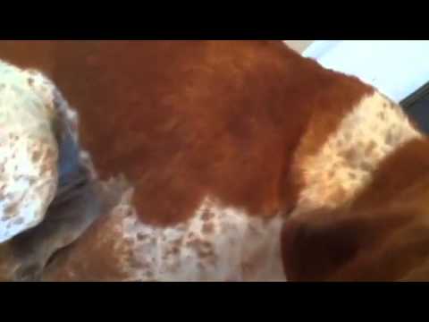 Sick beagle