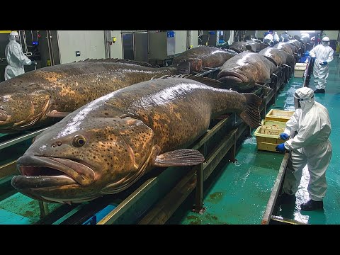 Massive GROUPER Farming Secrets - Millions Of Grouper Are Bred, Harvested And Processed This Way