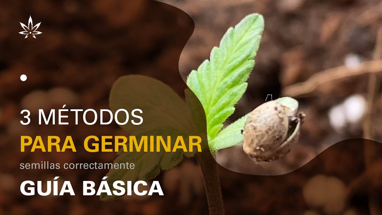 GUÍAS BÁSICAS: 3 MÉTODOS para GERMINAR SEMILLAS de MARIHUANA.