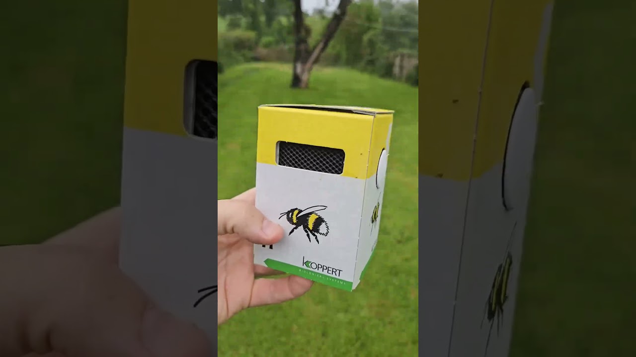 I've Got A New Pet! 🐝 🌼 🌞 #nature  #wildlife #bumblebee