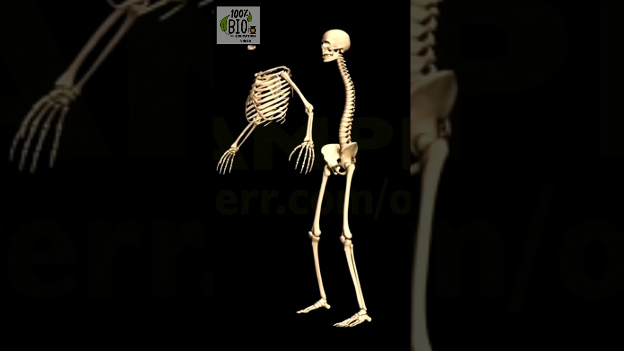 Time-lapse_3d_ animation_showing_a_ process_of_ assembled of the skeleton      animation #shorts