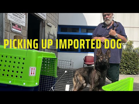 How To Pick Up Imported Czech German Shepherd Dog