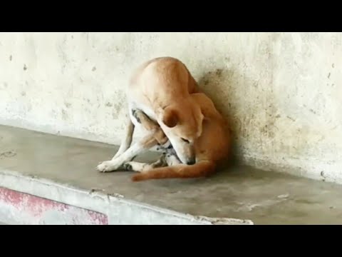 What is the best pet dog? What is the full meaning of dog?