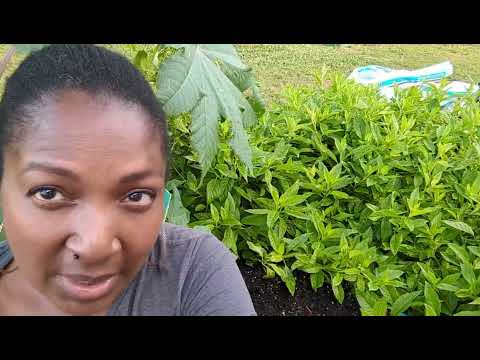 Massive longevity spinach harvest plus tips on propagating, cooking and preserving it