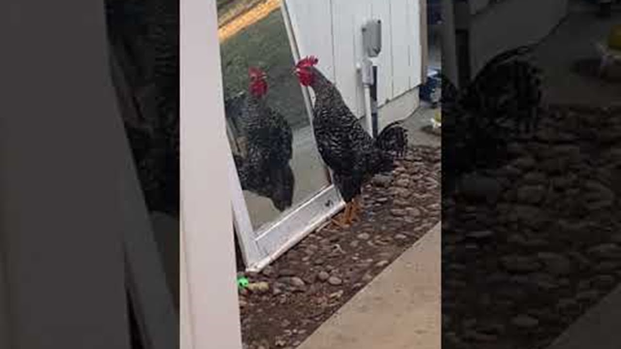 Rooster Caught Checking Itself Out || ViralHog