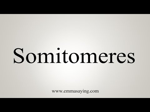 How To Say Somitomeres