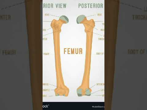 Femur Bone